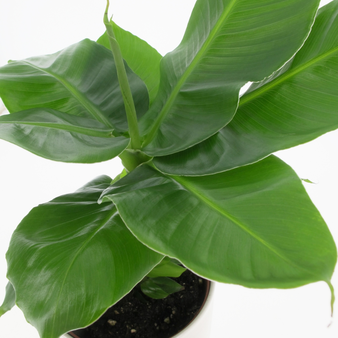Musa Dwarf Cavendish – Pianta di Banano Nano - Foto Reali H 100cm | eBay